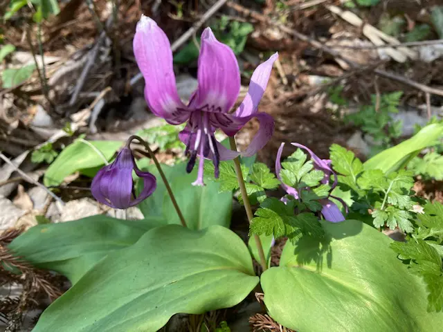 小さな発見、小さなHAPPY｜武道 優美子｜ アナウンサー｜KNB WEB｜北日本放送｜ラジオ・テレビ局発！富山の最新情報サイト
