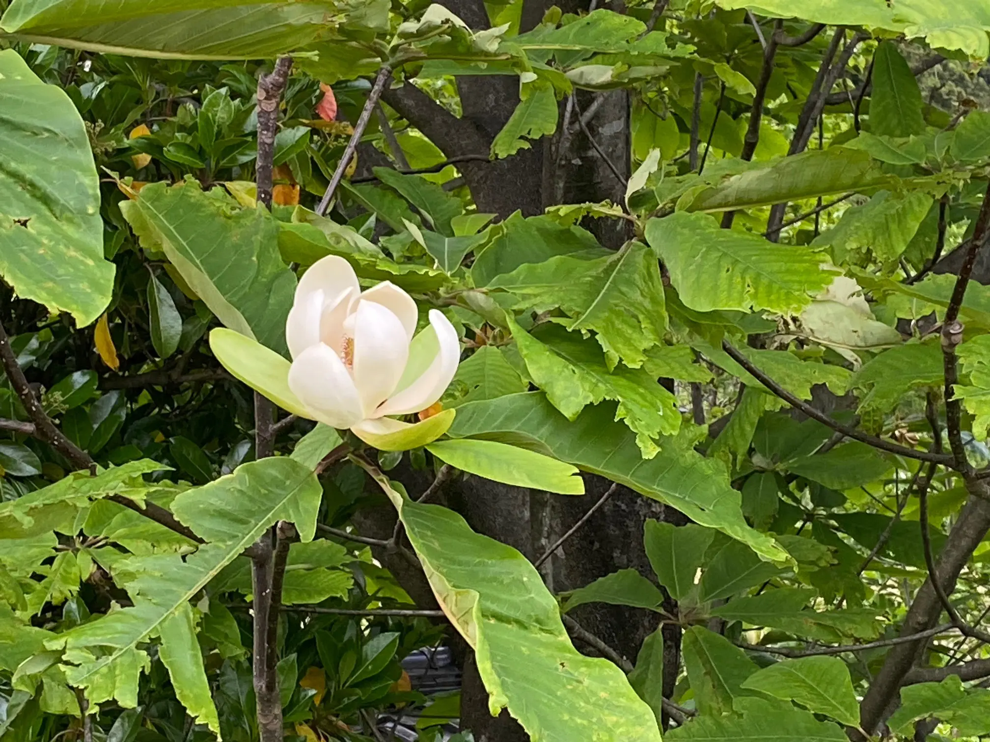 富山百景！いい香り！週刊SATO！｜佐藤 栄治｜ アナウンサー｜KNB WEB｜北日本放送｜ラジオ・テレビ局発！富山の最新情報サイト