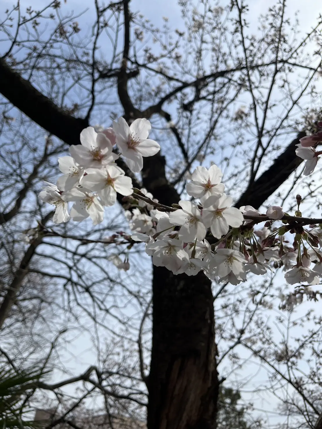 親子3代の花見&「やさしく やわらかく ここちよい」ガラスとは・・・|平島 亜由美| アナウンサー|knb Web|北日本放送|ラジオ・テレビ