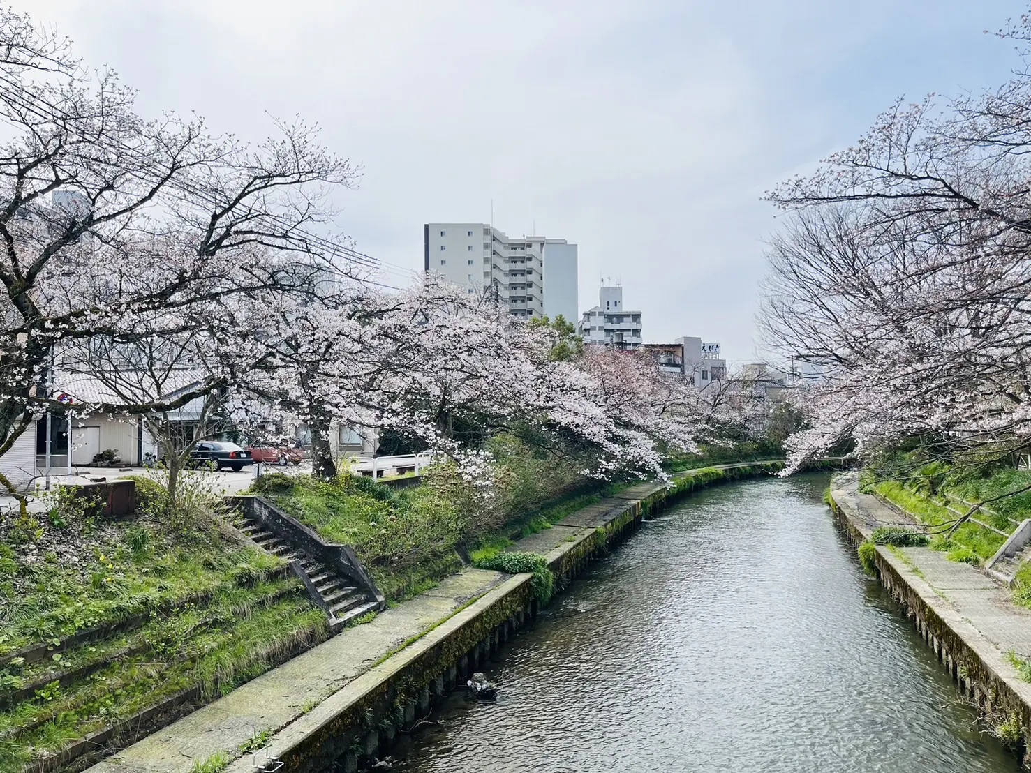 親子3代の花見&「やさしく やわらかく ここちよい」ガラスとは・・・|平島 亜由美| アナウンサー|knb Web|北日本放送|ラジオ・テレビ