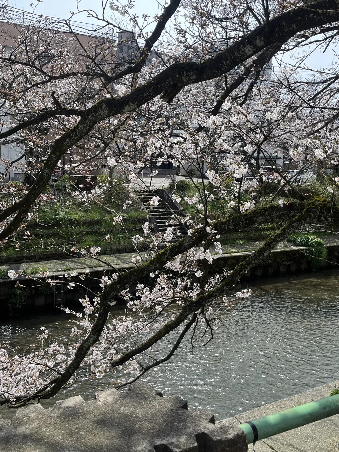 親子3代の花見＆「やさしく やわらかく ここちよい」ガラスとは・・・｜平島 亜由美｜ アナウンサー｜knb Web｜北日本放送｜ラジオ・テレビ