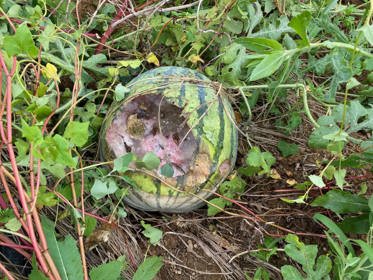 #富山 #アナウンサー #スイカ #西瓜 #ラジオ #佐藤栄治｜佐藤 栄治｜ アナウンサー｜KNB WEB｜北日本放送｜ラジオ・テレビ局発 ...