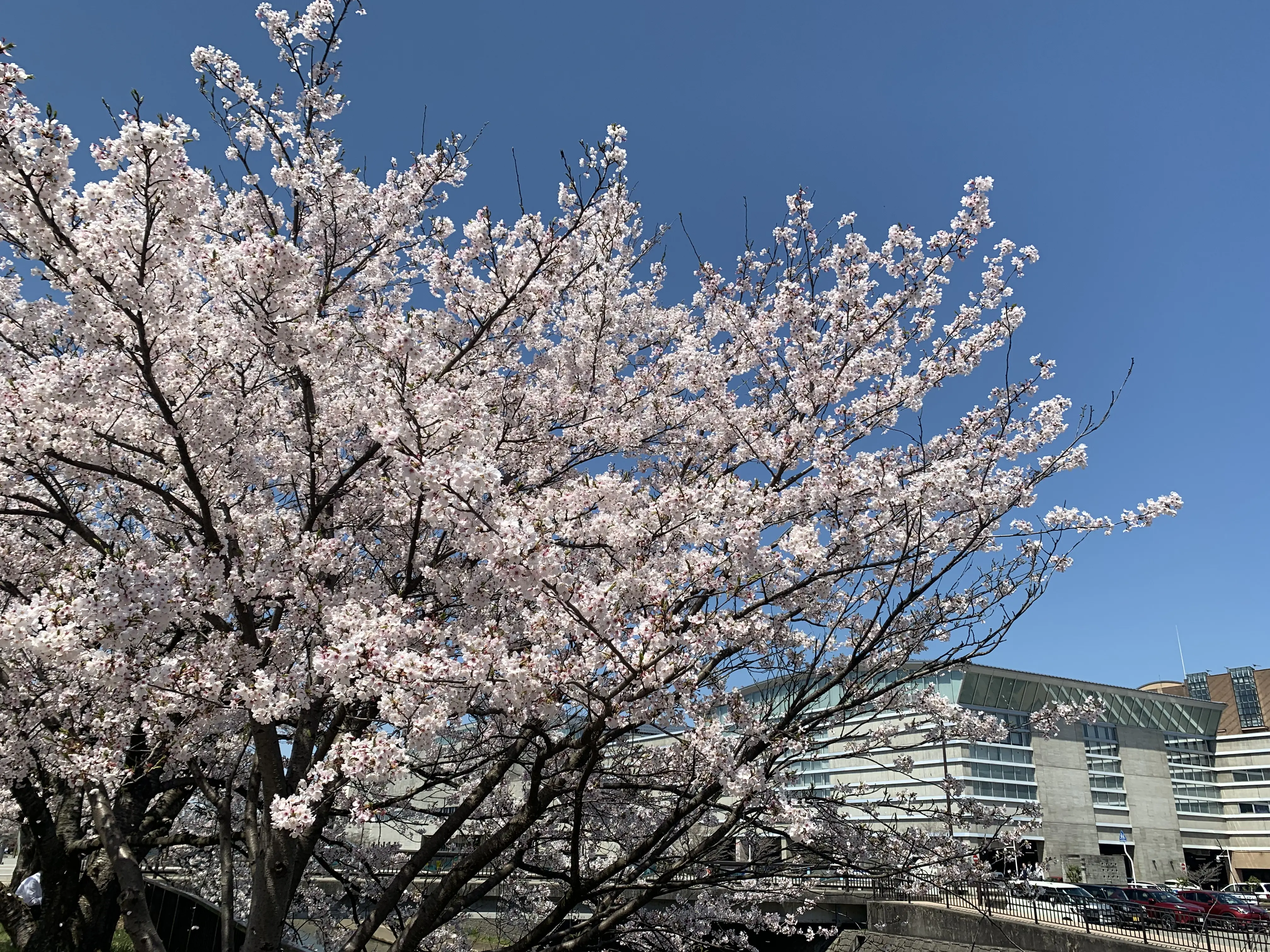 桜とお茶を楽しむ春!|平島 亜由美| アナウンサー|knb Web|北日本放送|ラジオ・テレビ局発!富山の最新情報サイト