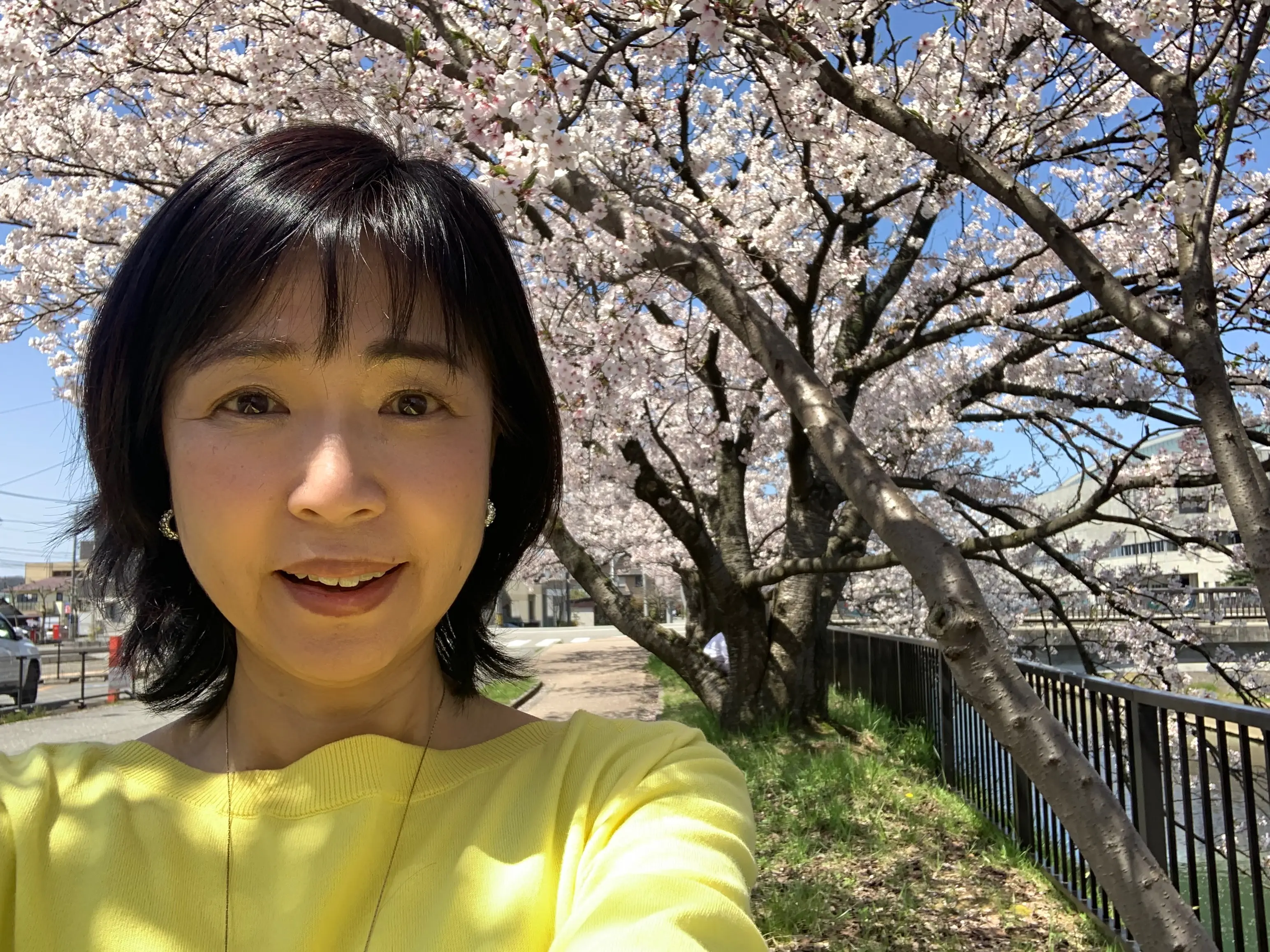 桜とお茶を楽しむ春!|平島 亜由美| アナウンサー|knb Web|北日本放送|ラジオ・テレビ局発!富山の最新情報サイト