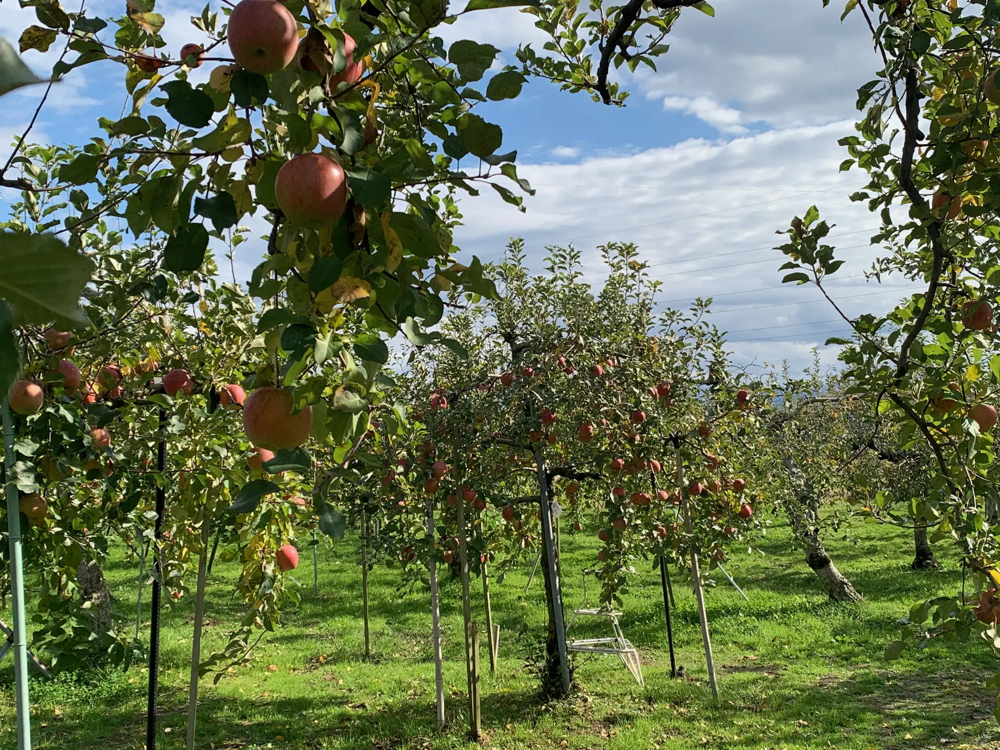 リンゴで元気に！＆先週のVISION｜平島 亜由美｜ アナウンサー｜KNB WEB｜北日本放送｜ラジオ・テレビ局発！富山の最新情報サイト