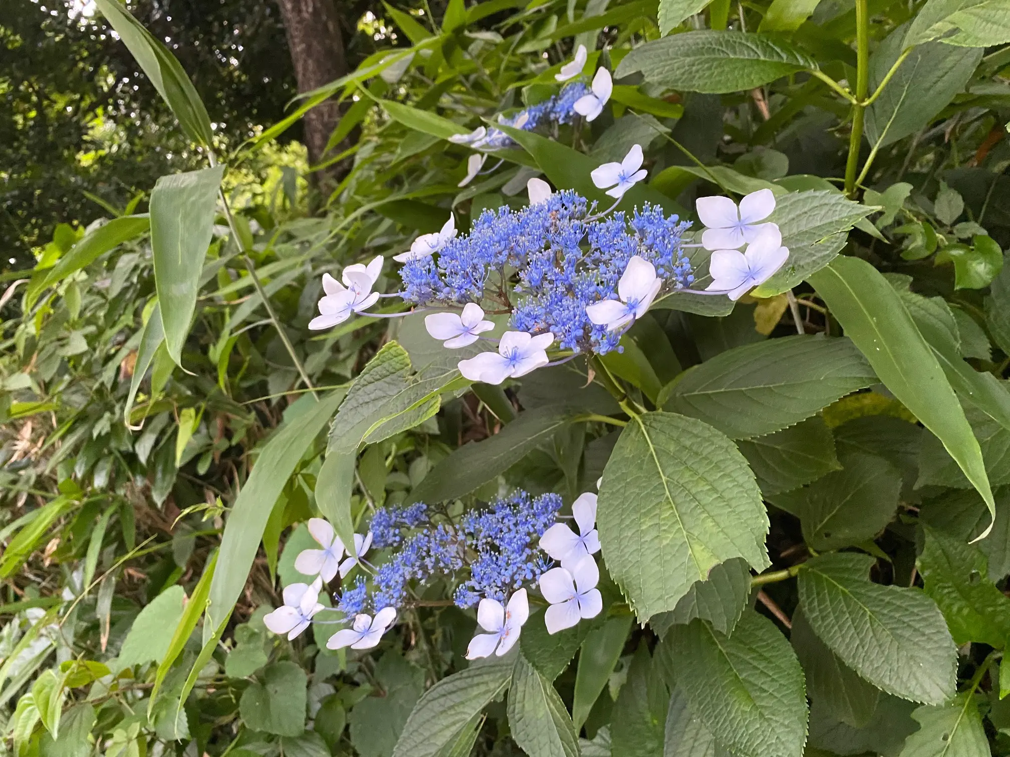 富山百景！週刊SATO！やっぱり？｜佐藤 栄治｜ アナウンサー｜KNB WEB｜北日本放送｜ラジオ・テレビ局発！富山の最新情報サイト