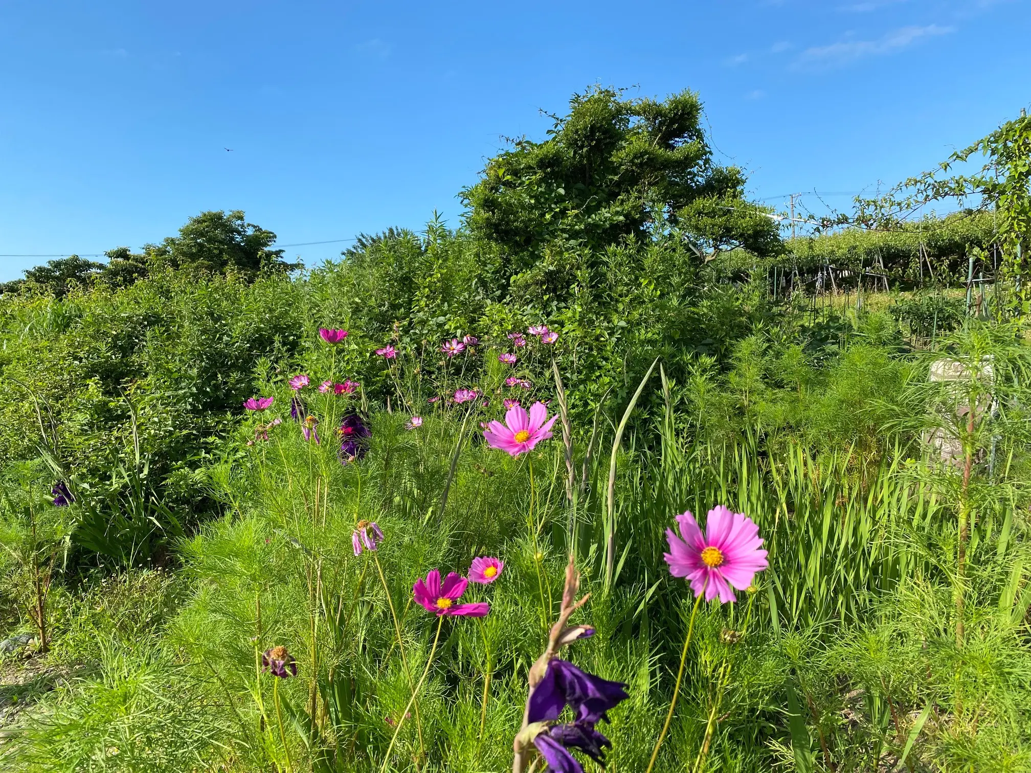 富山百景！週刊SATO！やっぱり？｜佐藤 栄治｜ アナウンサー｜KNB WEB｜北日本放送｜ラジオ・テレビ局発！富山の最新情報サイト
