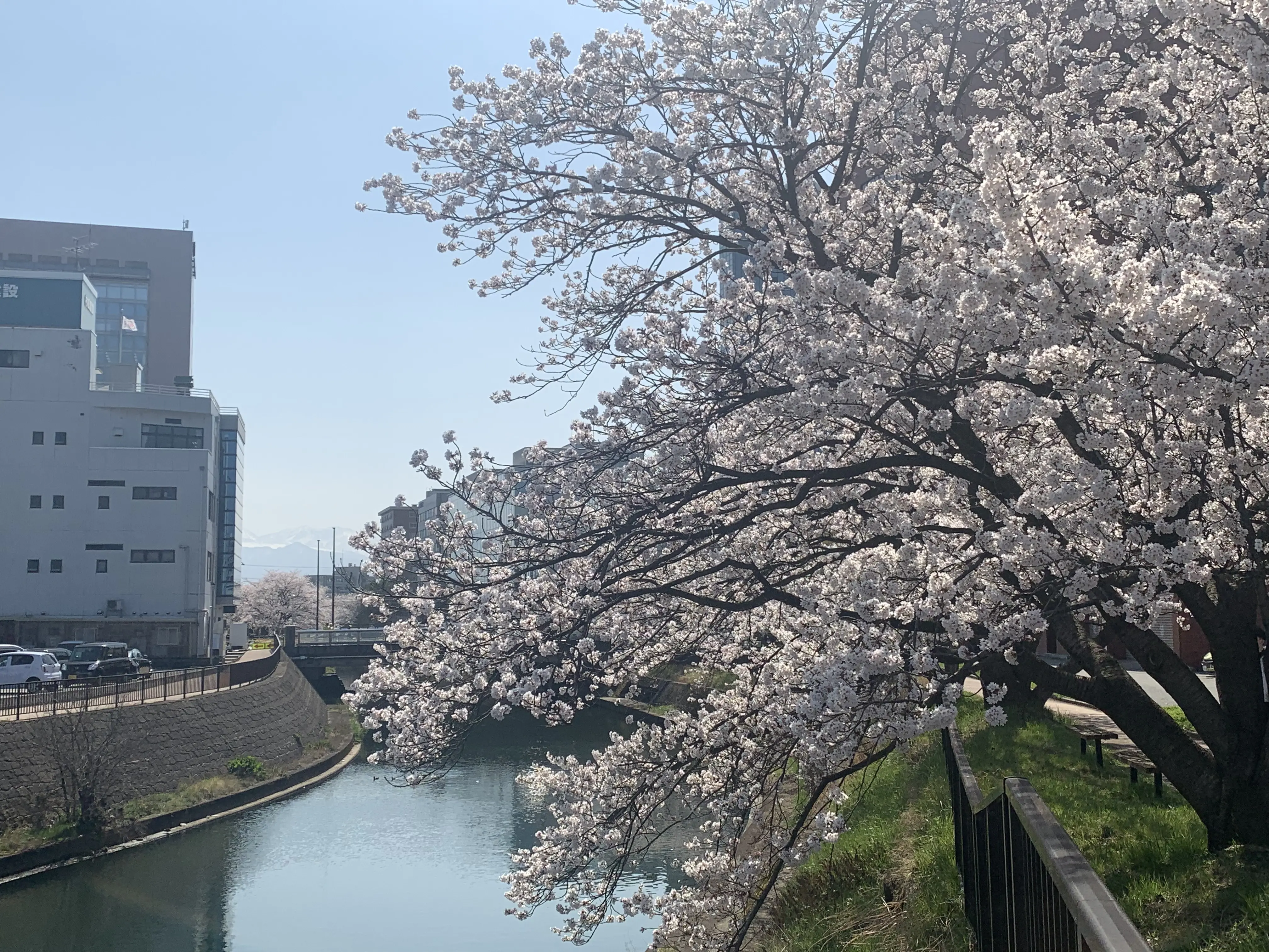 桜の花に想う&visionは「伝えること」へのエネルギー|平島 亜由美| アナウンサー|knb Web|北日本放送|ラジオ・テレビ局発!富山の