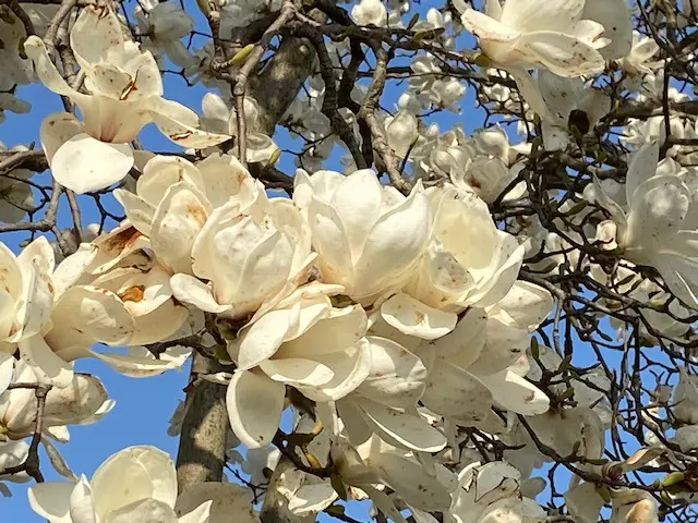 この富山百景！桜と梨の花の競演！週刊SATO！｜佐藤 栄治｜ アナウンサー｜KNB WEB｜北日本放送｜ラジオ・テレビ局発！富山の最新情報サイト