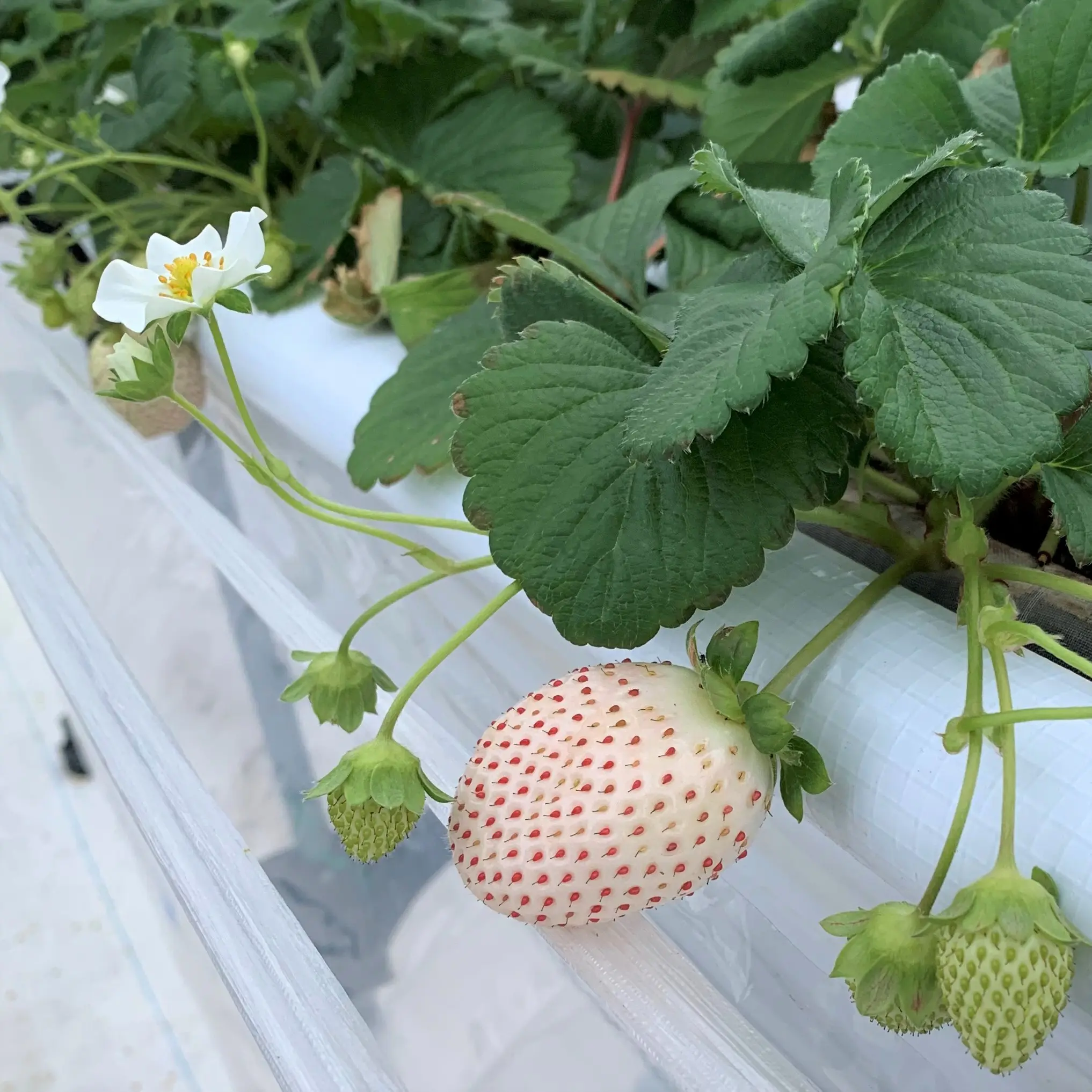 【2025富山いちご狩りスポットまとめ】10種食べ比べ、1レーン貸し切り、制限時間60分、ミニ動物園併設など、魅力的な農園がいっぱい｜おでかけ｜nan-nan｜富山を楽しむオススメ情報