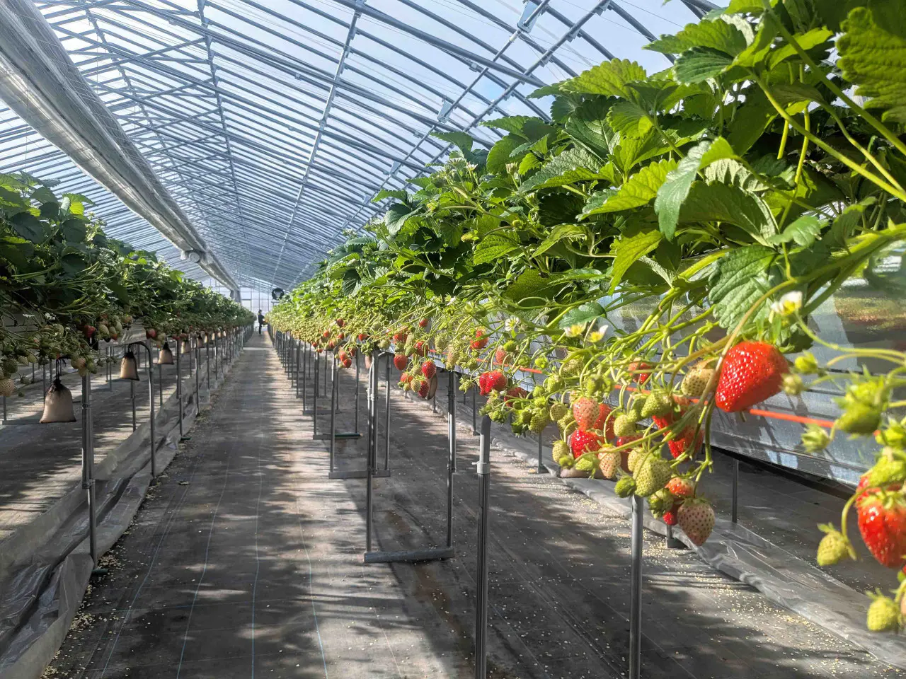 【2025富山いちご狩りスポットまとめ】10種食べ比べ、1レーン貸し切り、制限時間60分、ミニ動物園併設など、魅力的な農園がいっぱい｜おでかけ｜nan-nan｜富山を楽しむオススメ情報