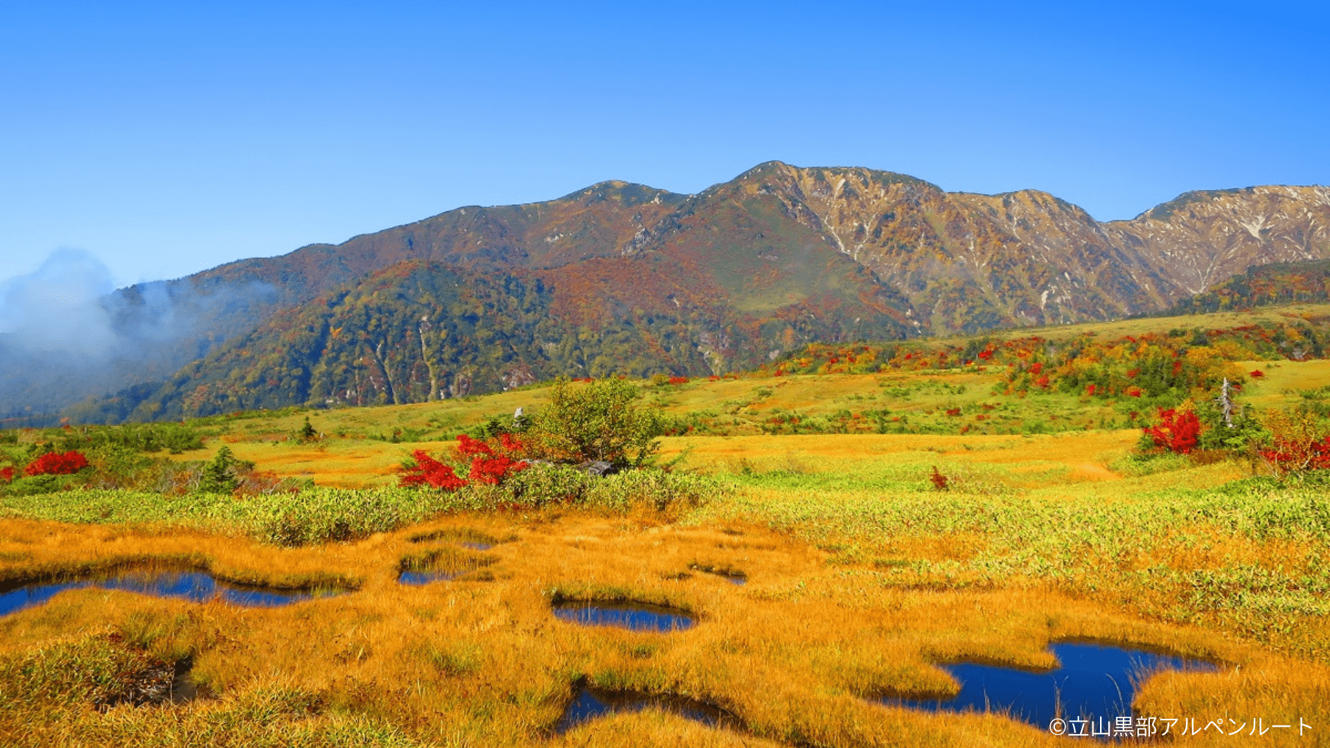 富山の紅葉2025【弥陀ヶ原｜立山黒部アルペンルート】東京ドーム100個超の湿原が一面の錦模様に 9月下旬～10月上旬が見ごろ｜おでかけ｜nan-nan｜富山を楽しむオススメ情報