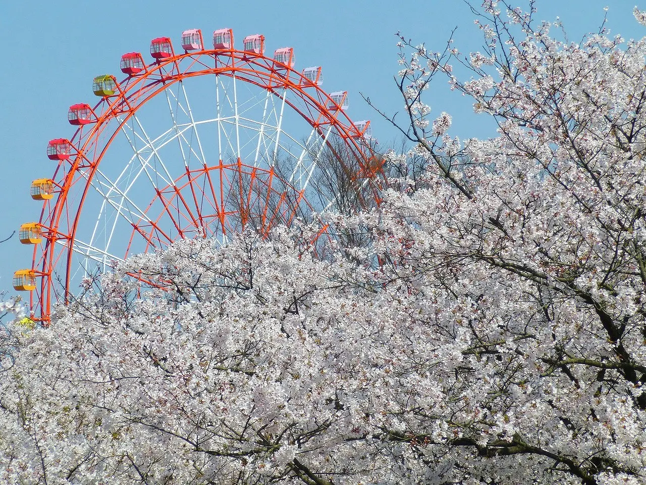 【富山でお花見2025｜サクラ名所・さくら祭りまとめ】能登地震以来2年ぶりのライトアップや限定カフェ、春爛漫”桜まつり”も｜おでかけ｜nan-nan｜富山を楽しむオススメ情報