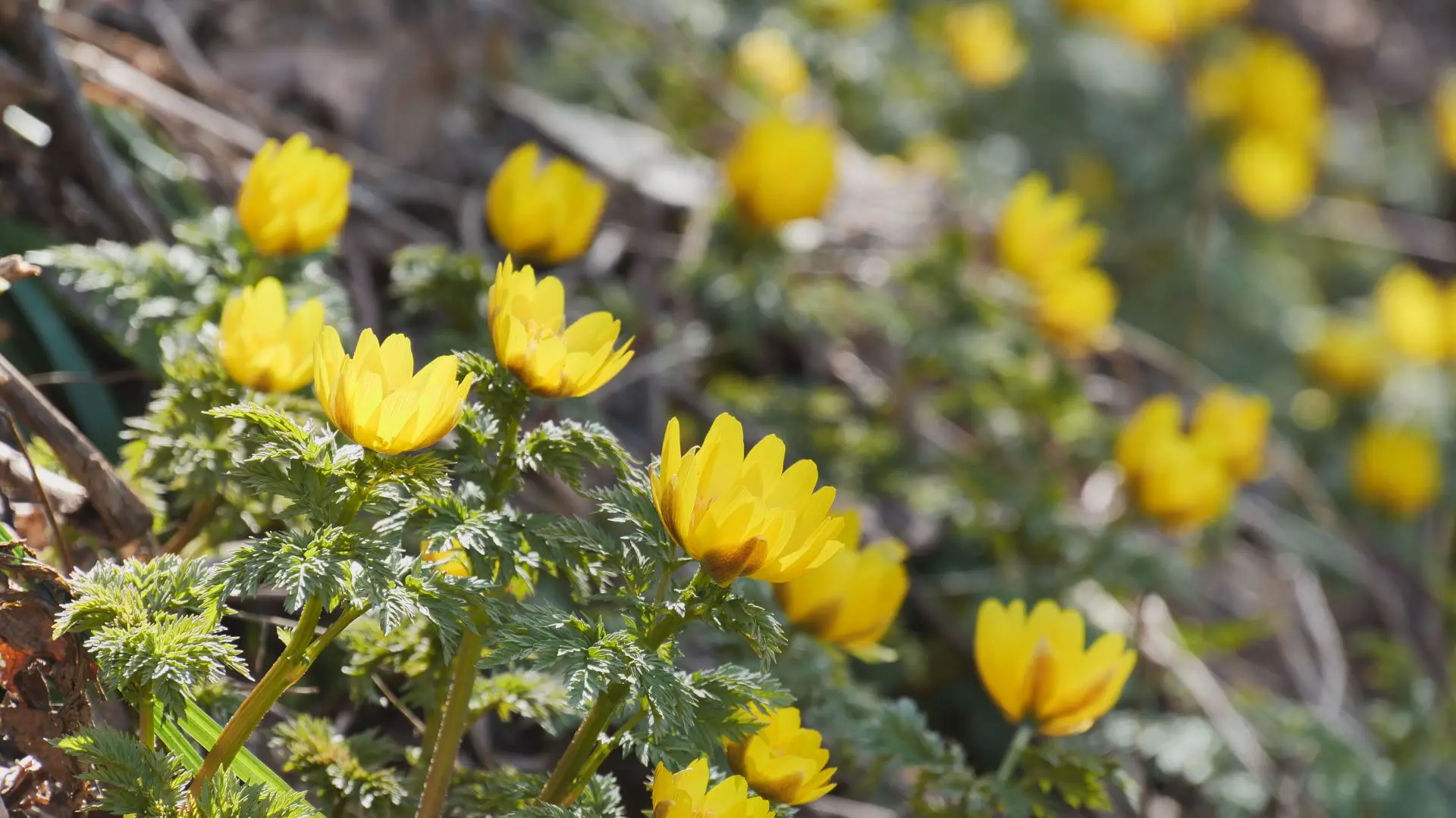 KNBふるさとスペシャル「2023旬景とやまスペシャル ふるさとの花景色を探して」12月30日（土）午後5時30分 4Kカメラがとらえたふるさとの心安らぐ花景色｜KNBふるさとスペシャル ...