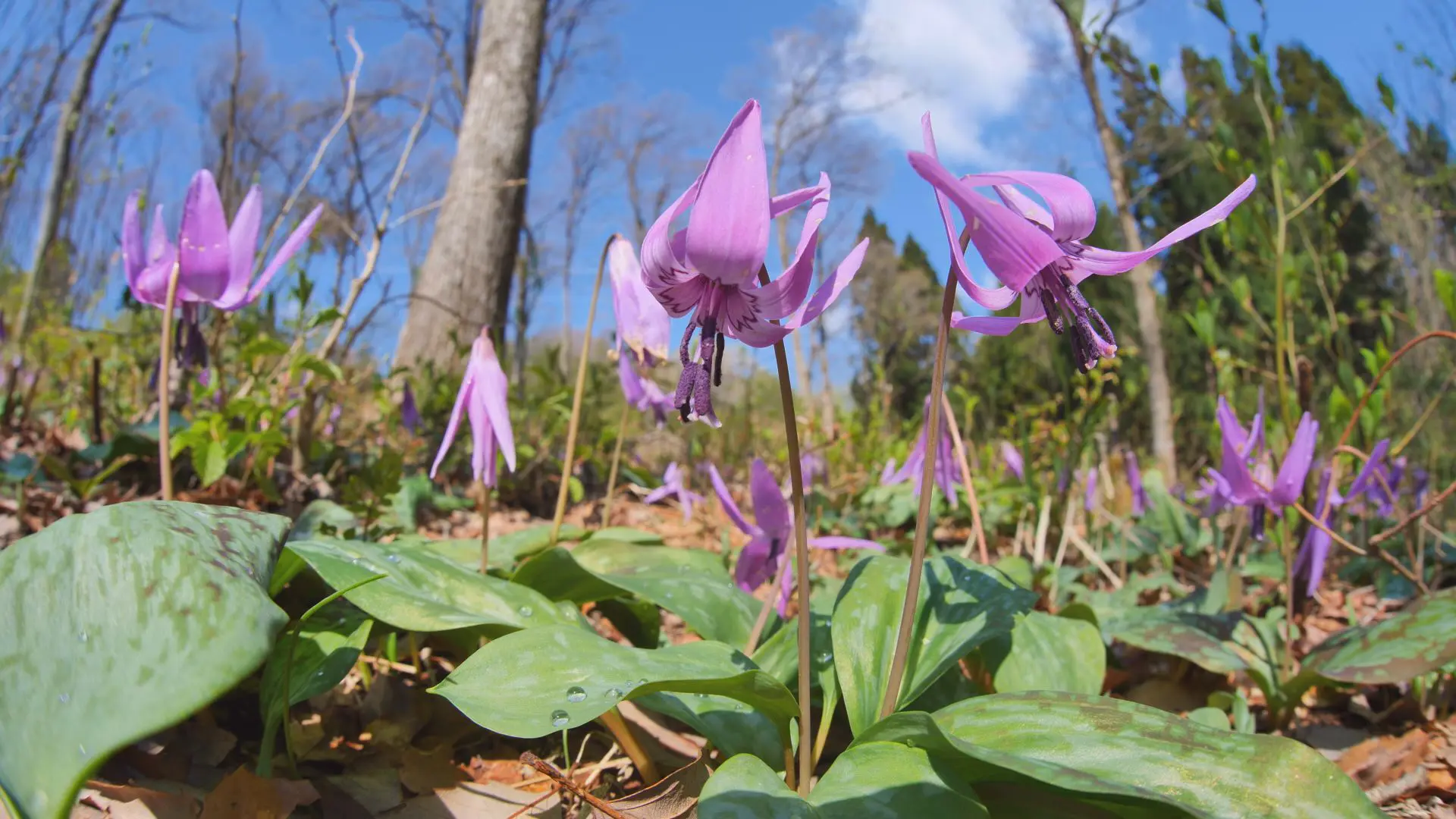 KNBふるさとスペシャル「2023旬景とやまスペシャル ふるさとの花景色を探して」12月30日（土）午後5時30分 4Kカメラがとらえたふるさとの心安らぐ花景色｜KNBふるさとスペシャル ...