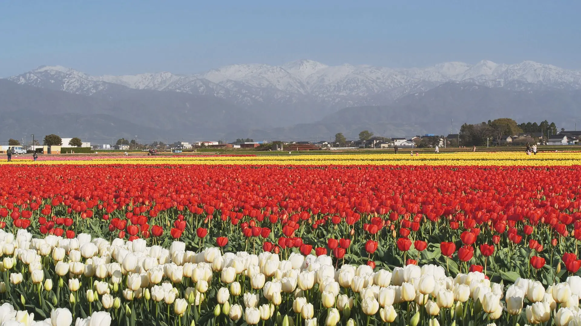 KNBふるさとスペシャル「2023旬景とやまスペシャル ふるさとの花景色を探して」12月30日（土）午後5時30分 4Kカメラがとらえたふるさとの心安らぐ花景色｜KNBふるさとスペシャル ...