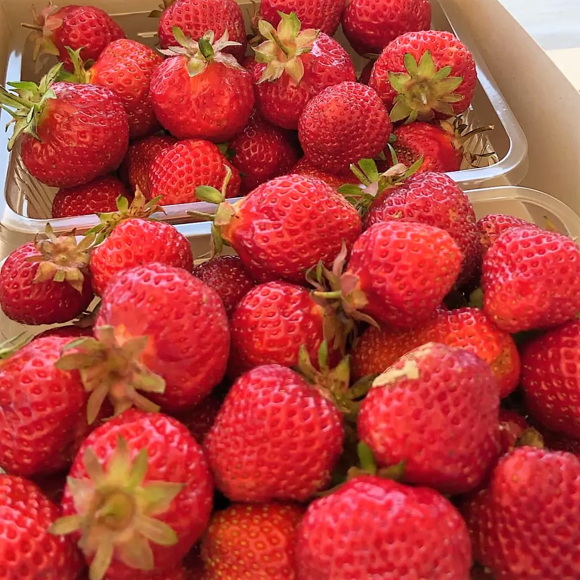 露地栽培のいちご狩り【立野原観光農園】予約受付スタート 南砺城端の高台でレア品種「宝交早生」が無制限食べ放題｜おでかけ｜nan-nan｜富山を ...